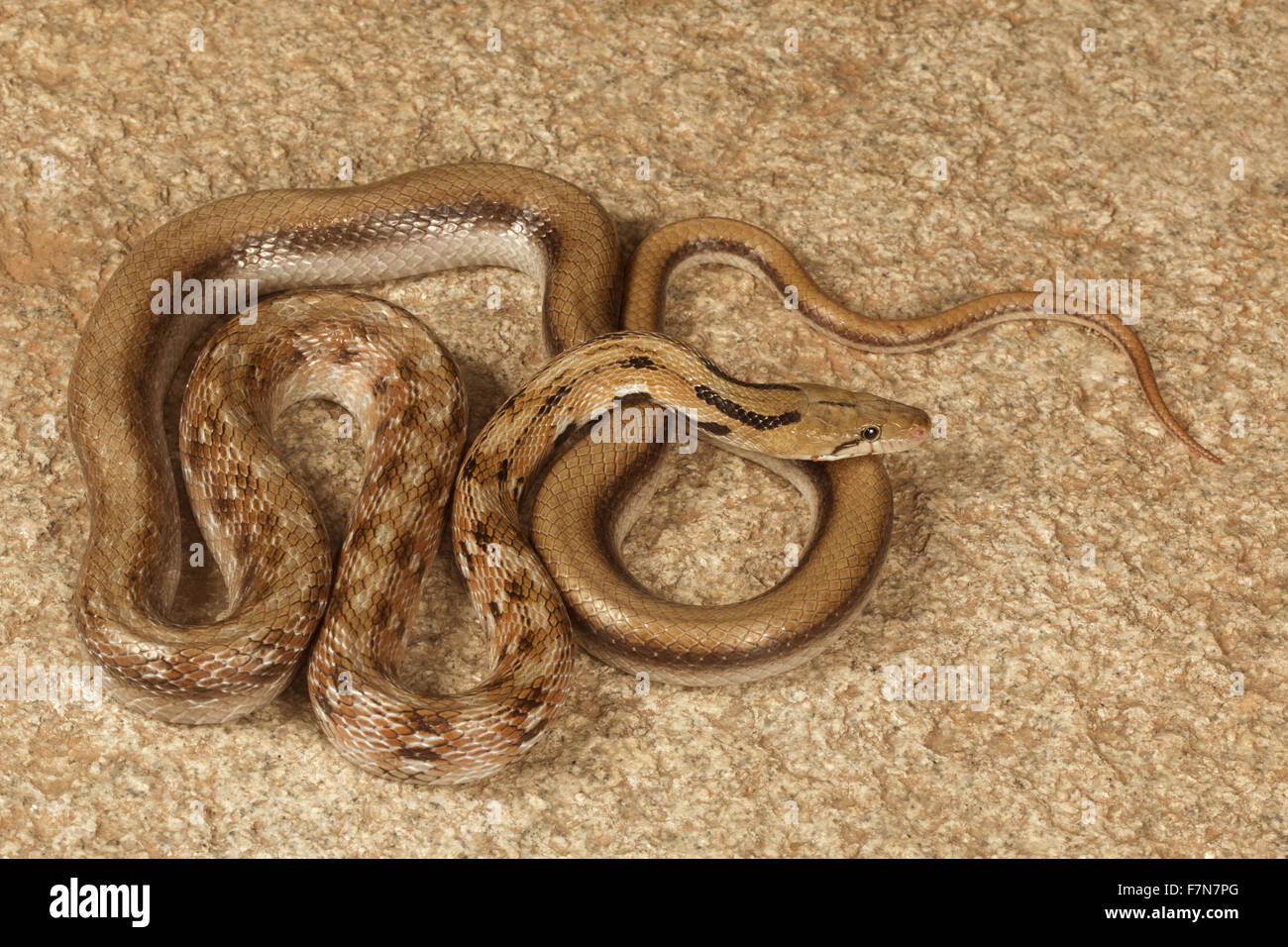 Common trinket snake hi-res stock photography and images - Alamy