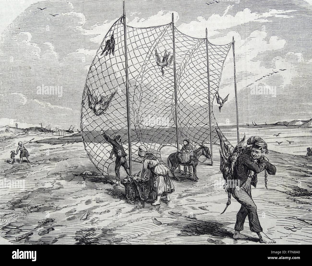 19th century nets birds beach france hi-res stock photography and ...
