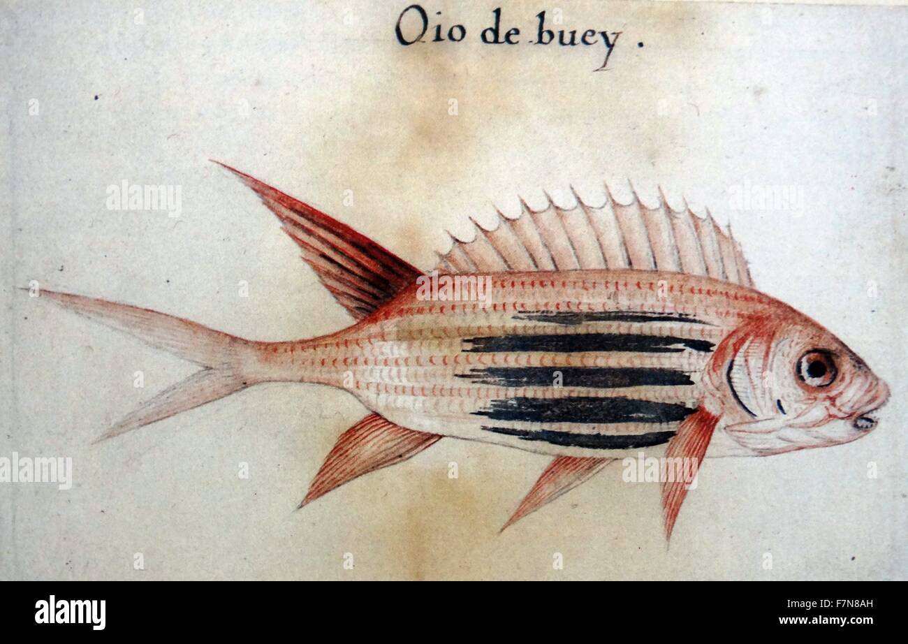 Squirrel fish (Soldier fish), by John White (created 1585-1586 Stock ...