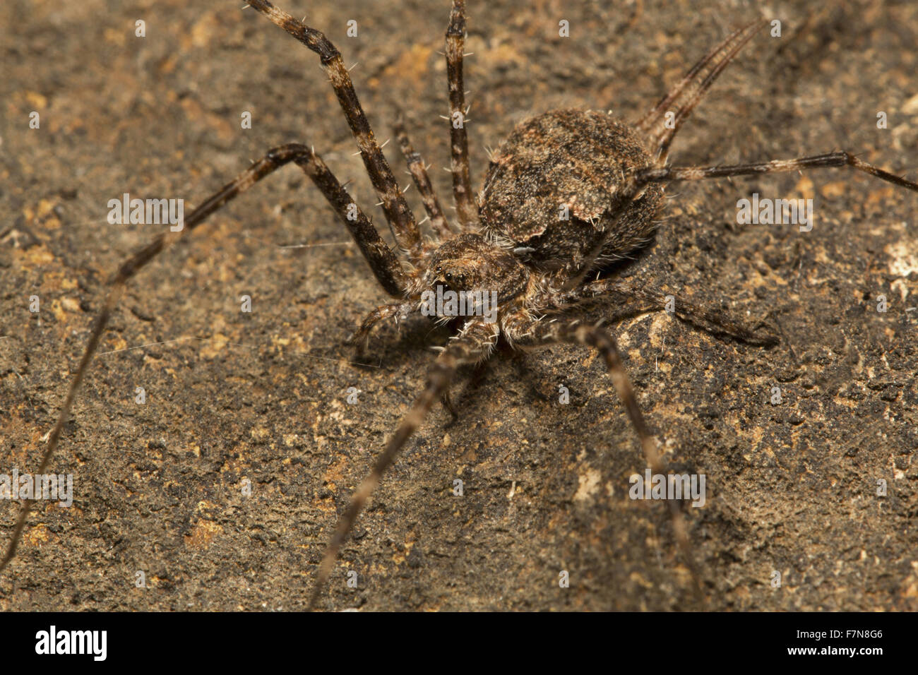 Two tailed spider (Hersilia sp.) Mumbai, India Stock Photo - Alamy