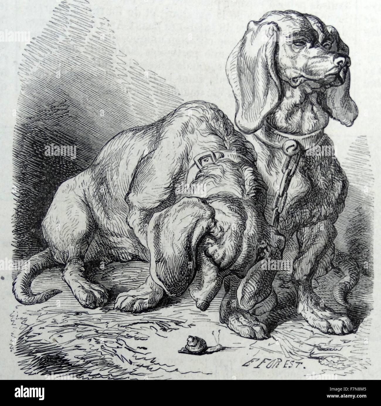 Illustration of two hounds tied up outside. One of the hounds is ...