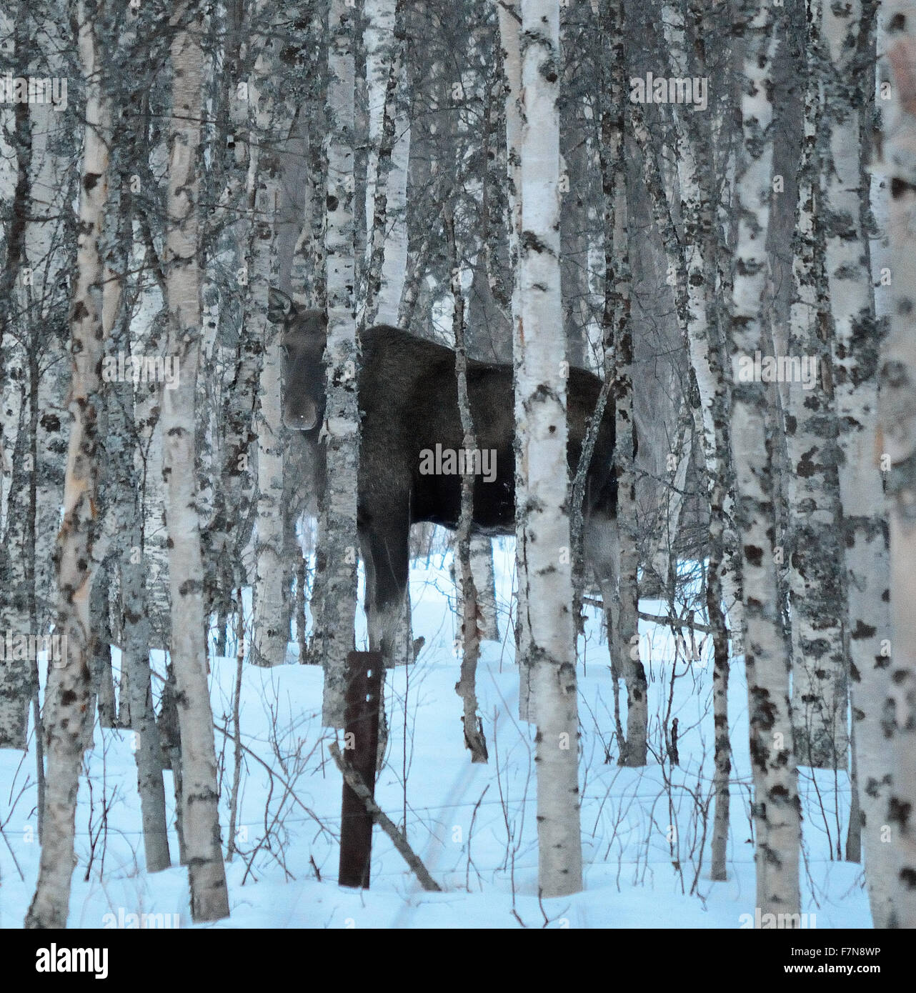 moose in birch winter forest Stock Photo - Alamy