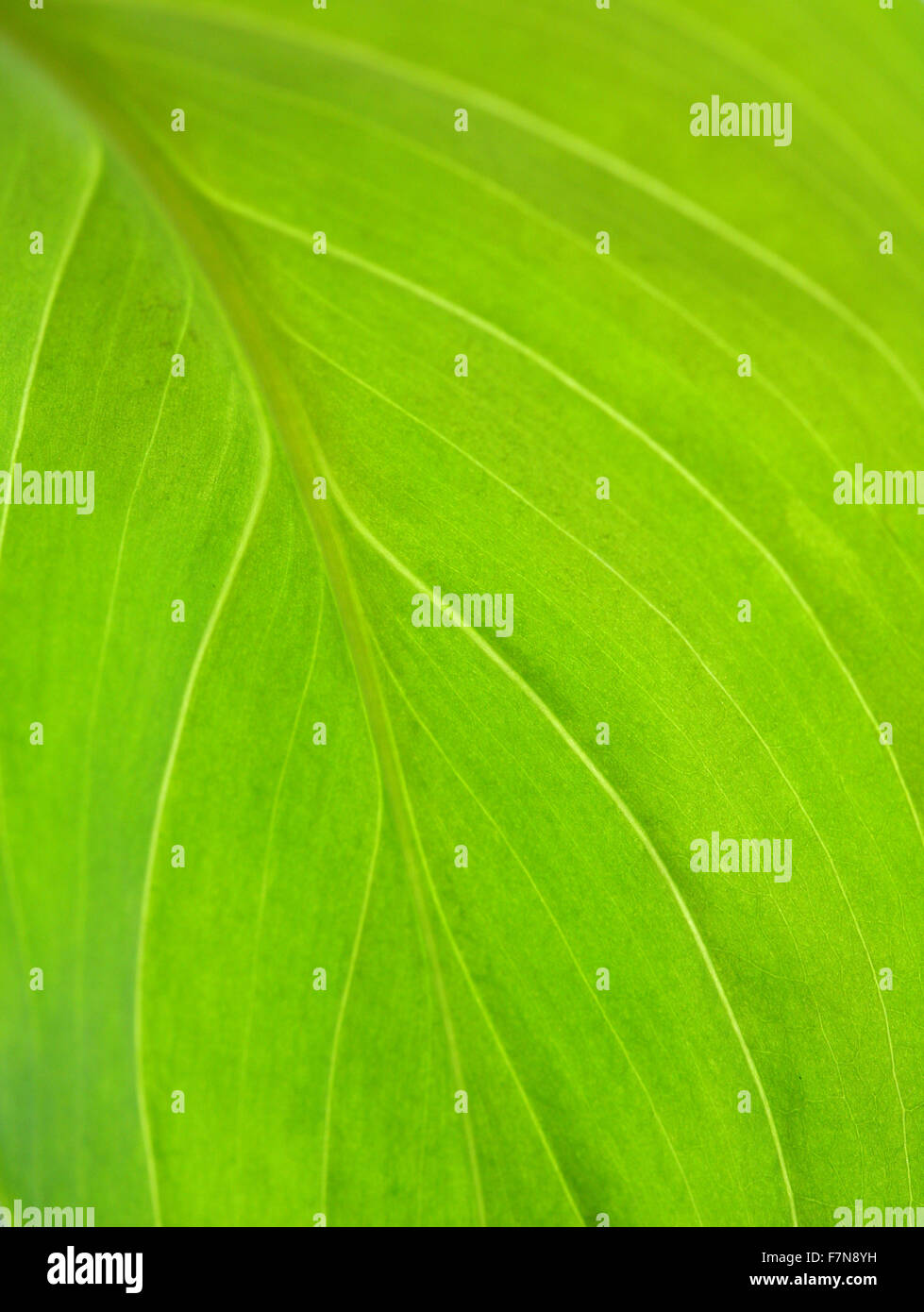 Fresh green leaf backgrounds. Shallow depth of field Stock Photo - Alamy