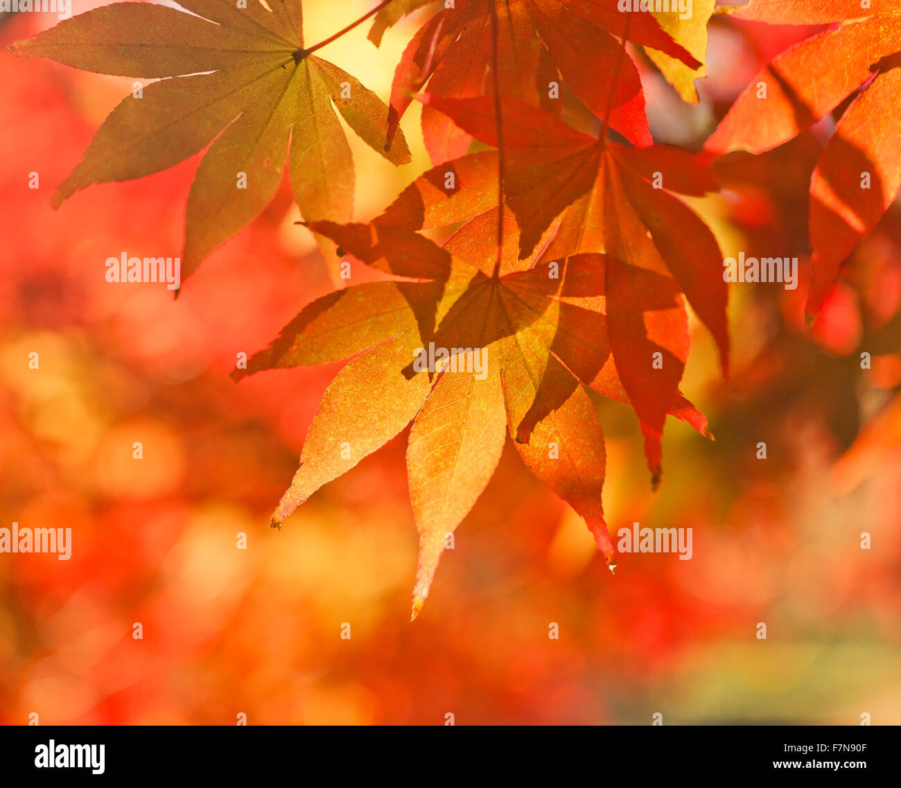 Nature background with bright autumn leaves Stock Photo - Alamy