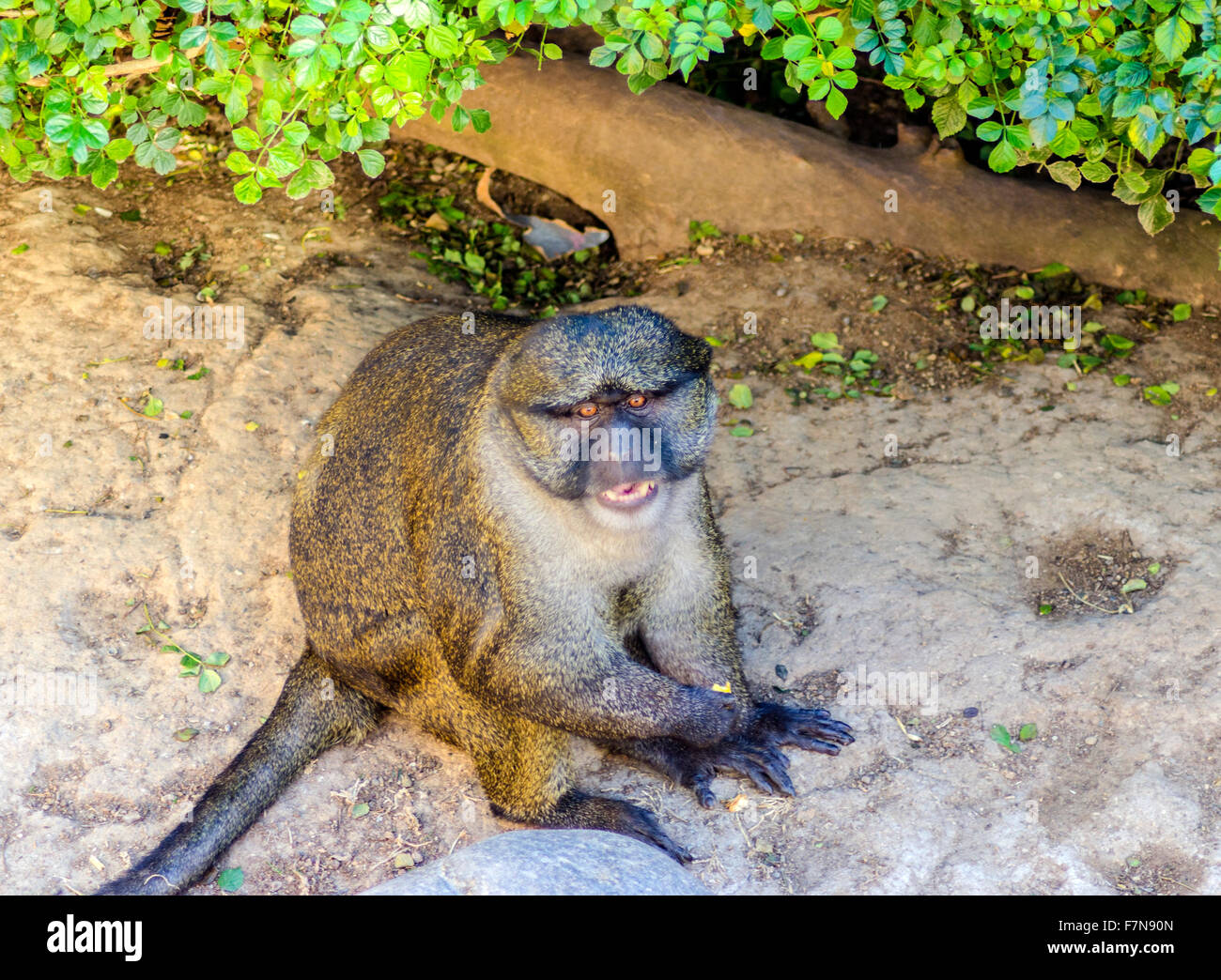 A portrait view of a young, beautiful gray green with red face Allen's ...