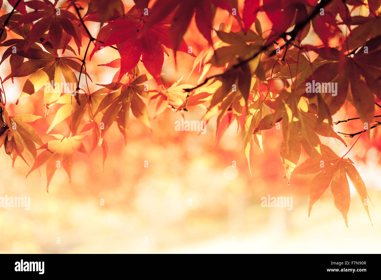 Nature background with bright autumn leaves Stock Photo - Alamy