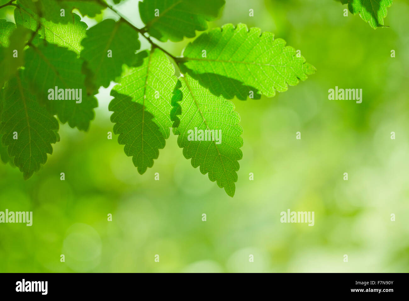 Nature background with fresh green leaves Stock Photo - Alamy