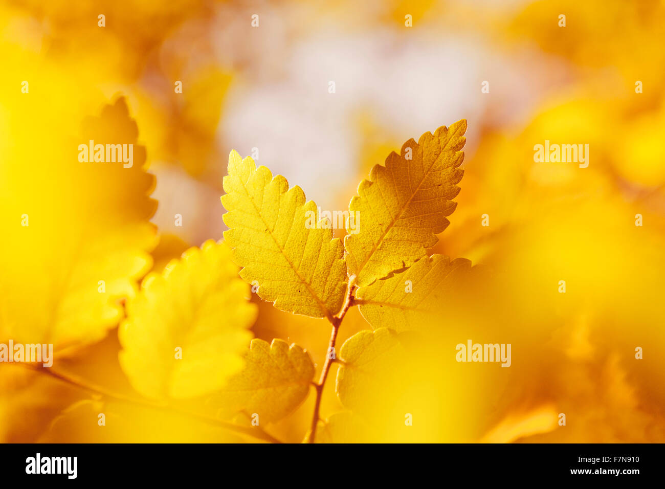 Nature background with bright autumn leaves Stock Photo - Alamy