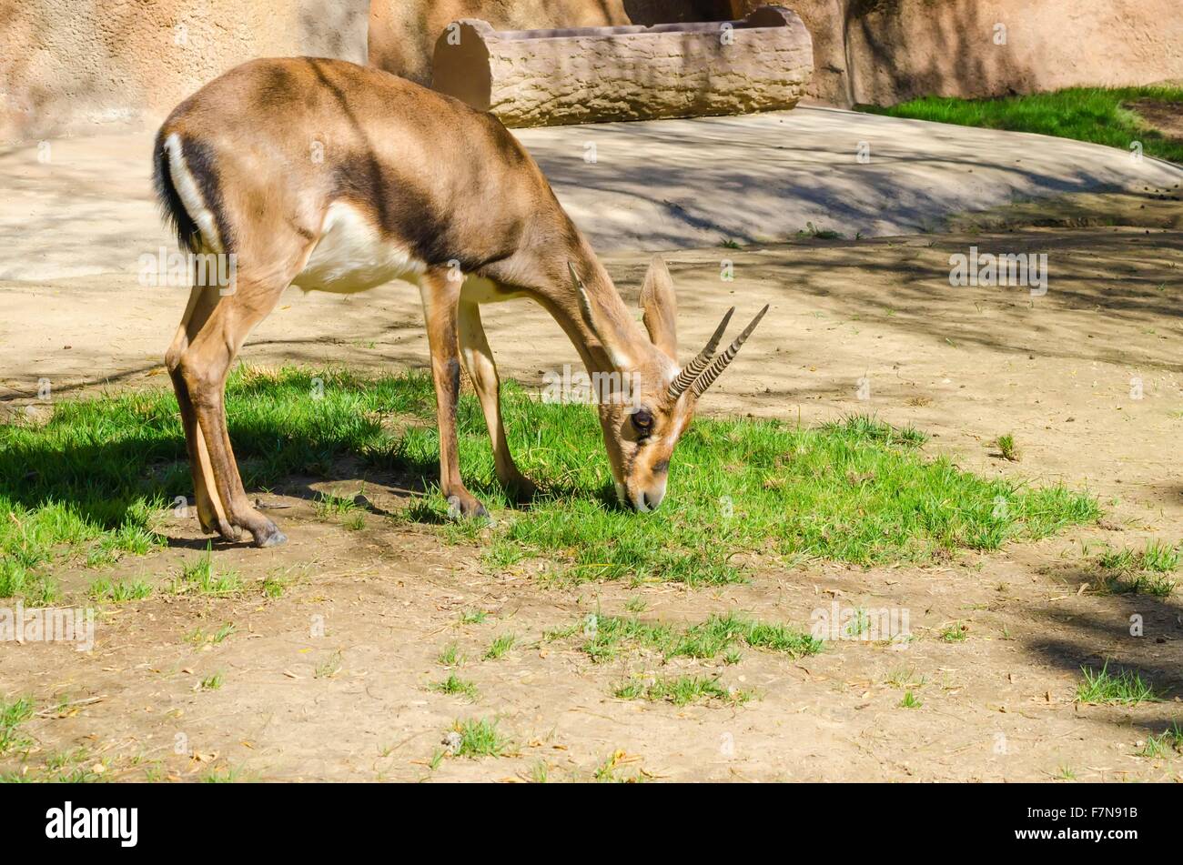 A young bontebok eating grass. A medium sized antelope of a chocolate ...