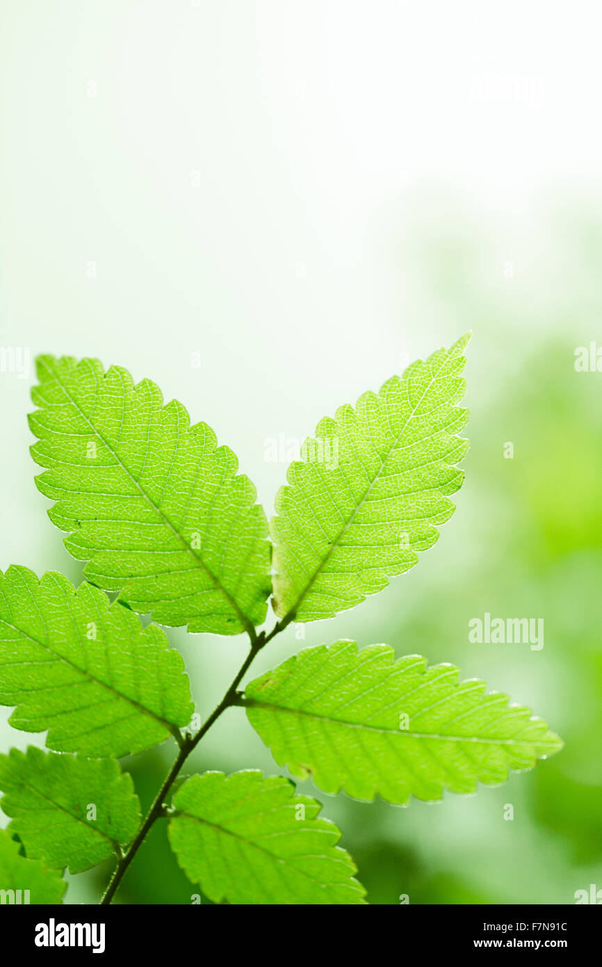 Nature background with fresh green leaves Stock Photo - Alamy