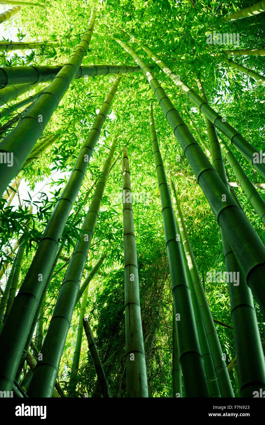 Lush green bamboo nature background Stock Photo - Alamy