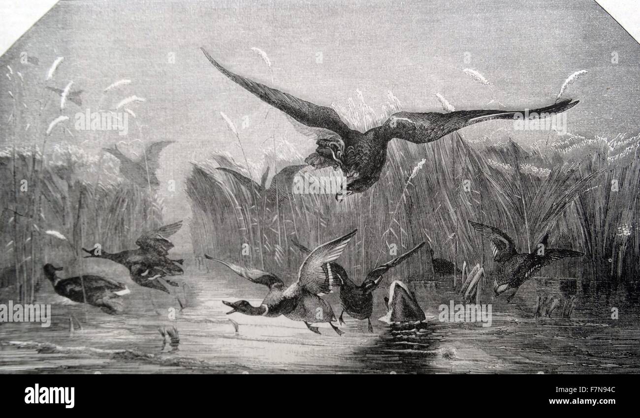 Swooping hi-res stock photography and images - Alamy