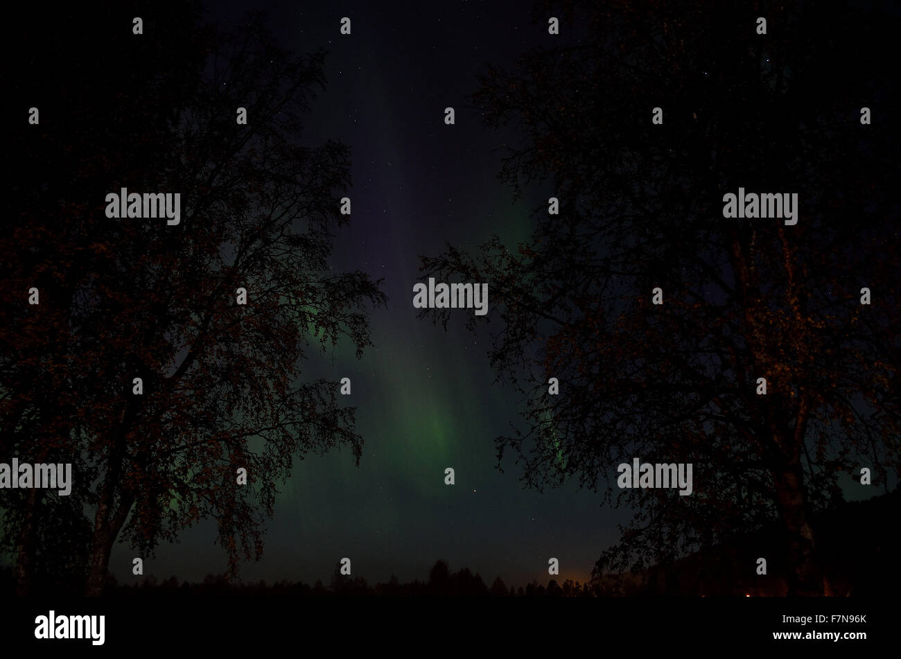 Moonlight and birch trees hi-res stock photography and images - Alamy