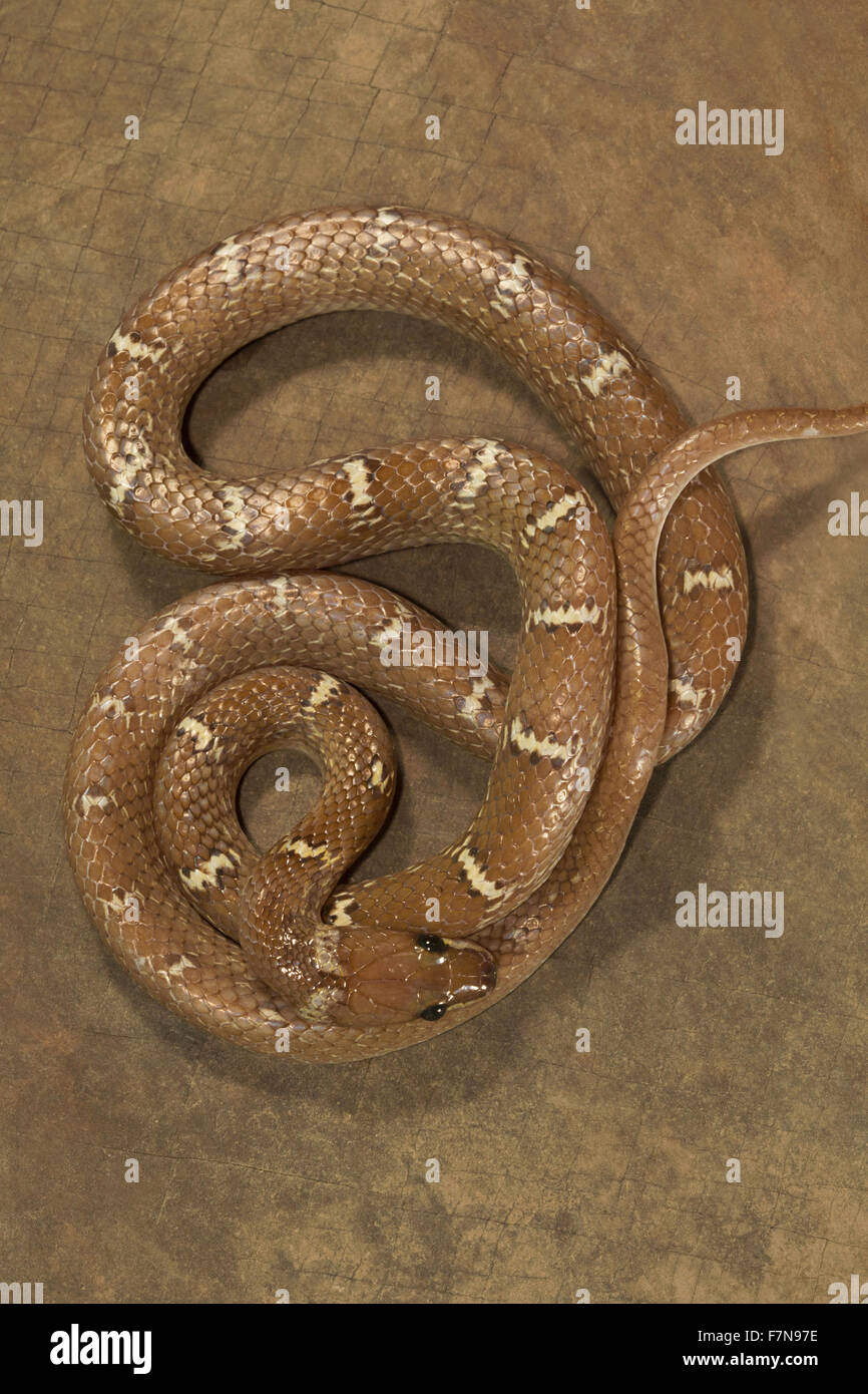 Wolf snake, Lycodon sp. Mumbai, India Stock Photo - Alamy