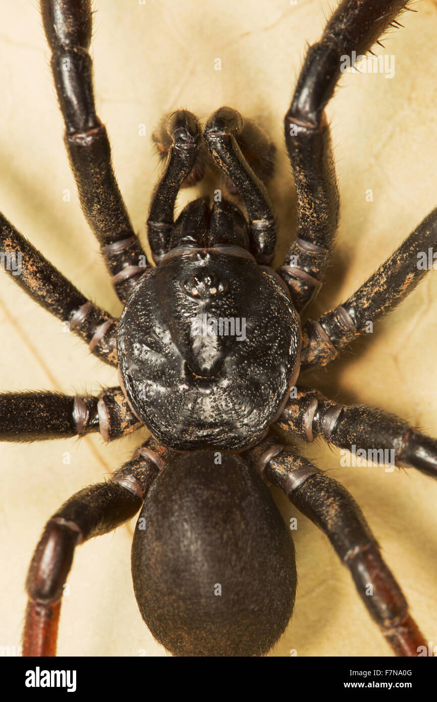 Idiops sp hi-res stock photography and images - Alamy