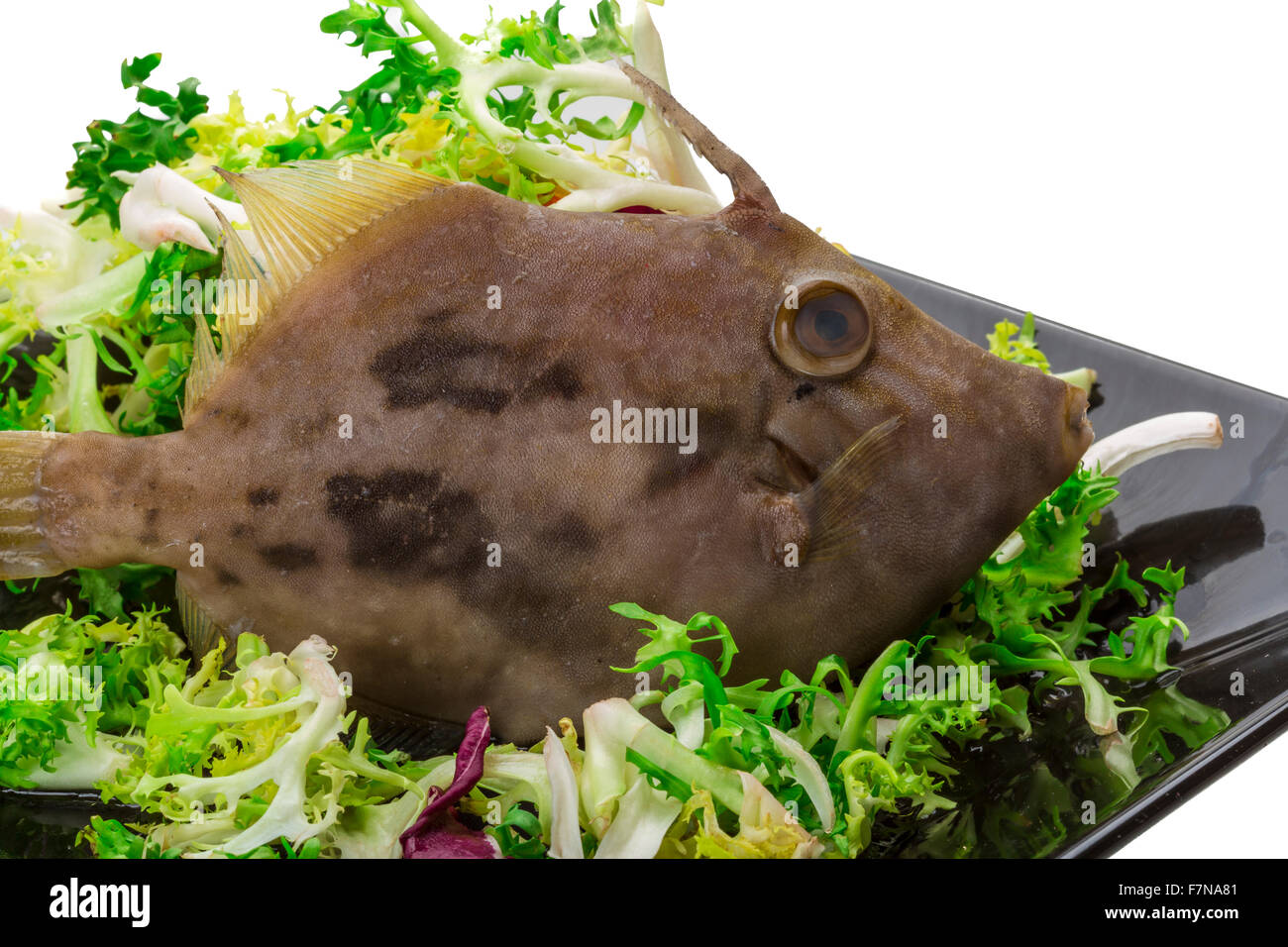Fish Pesce San Pietro Stock Photo - Alamy