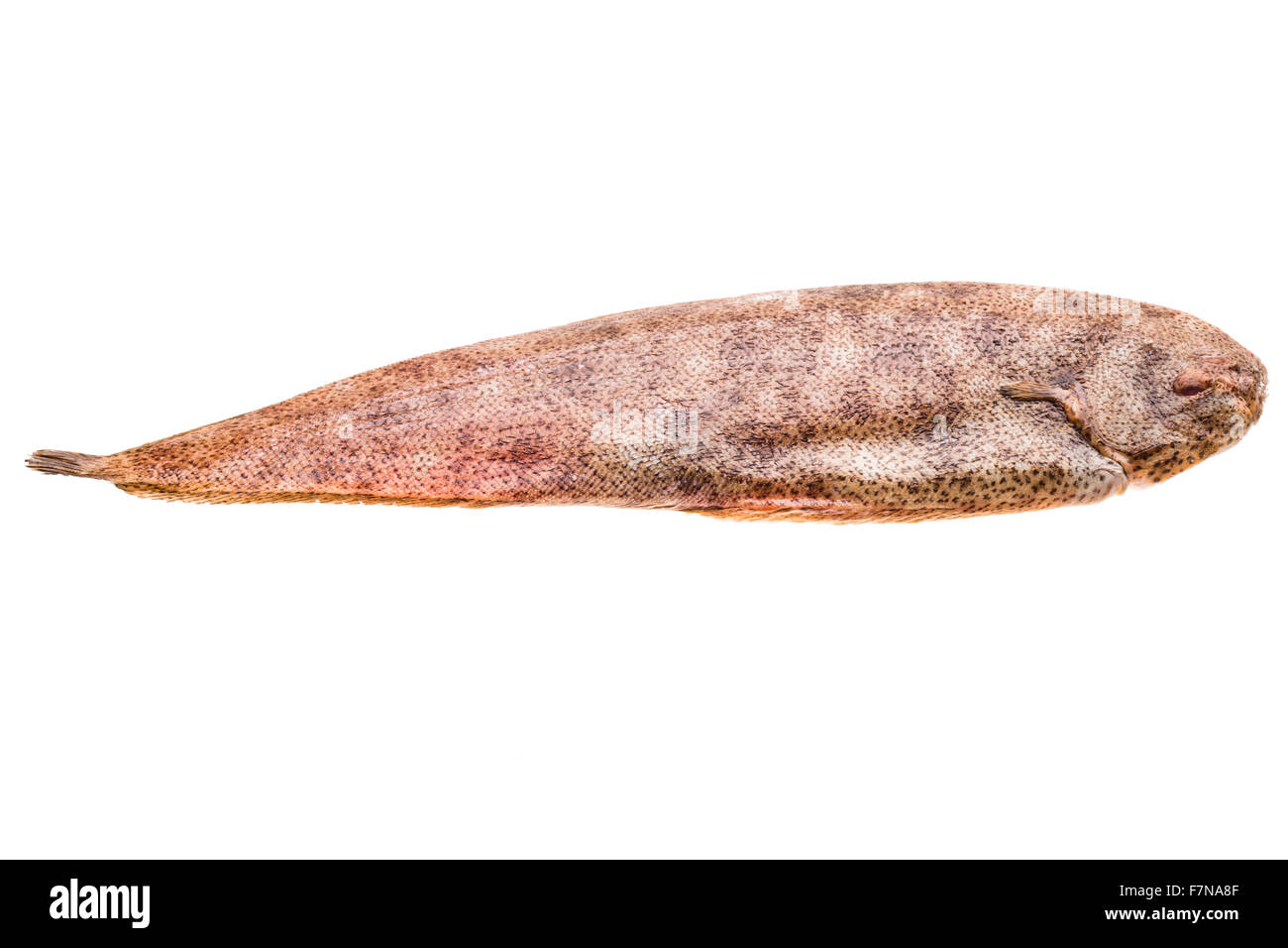 Fish Dover sole Stock Photo - Alamy