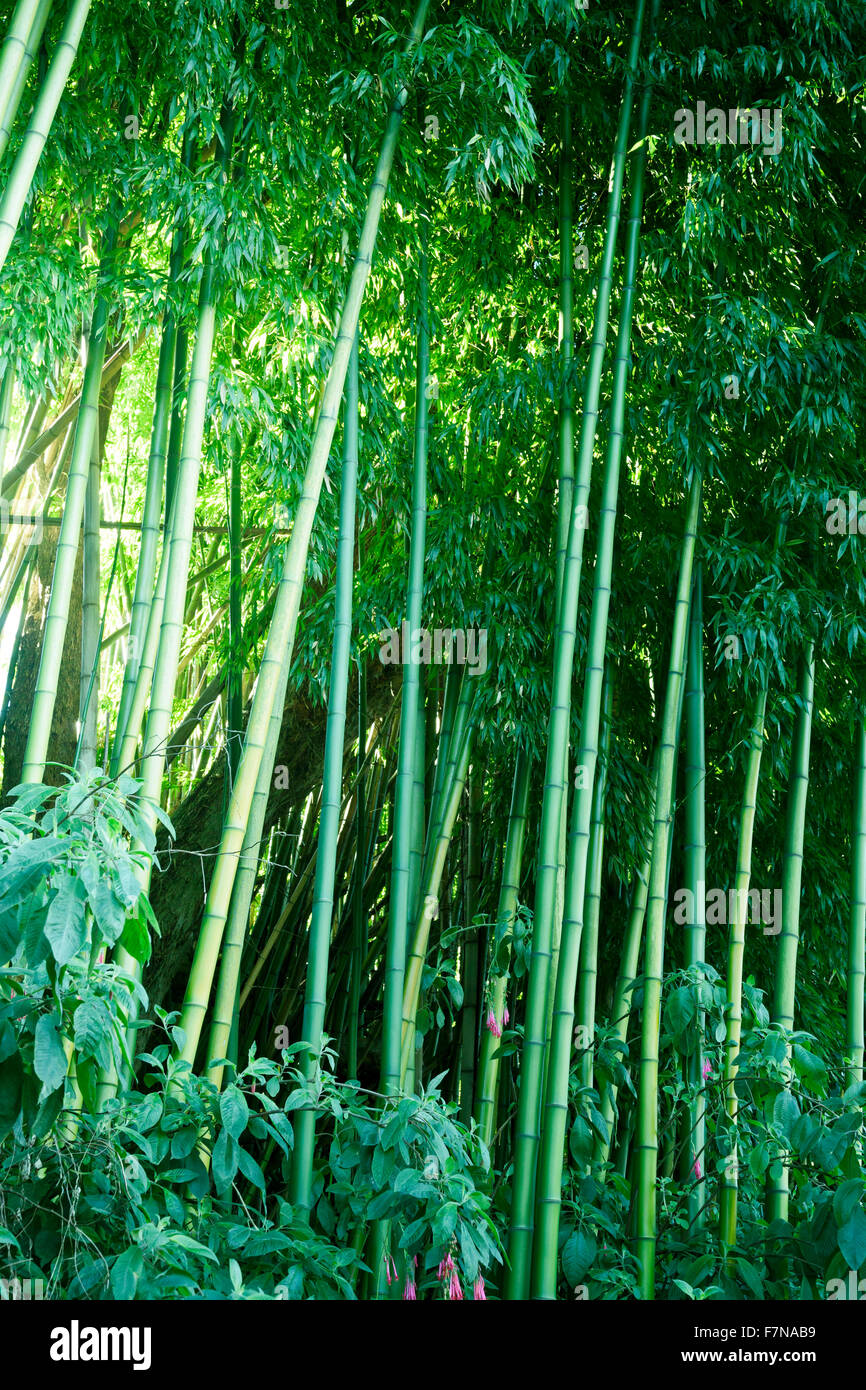 Lush green bamboo nature background Stock Photo - Alamy