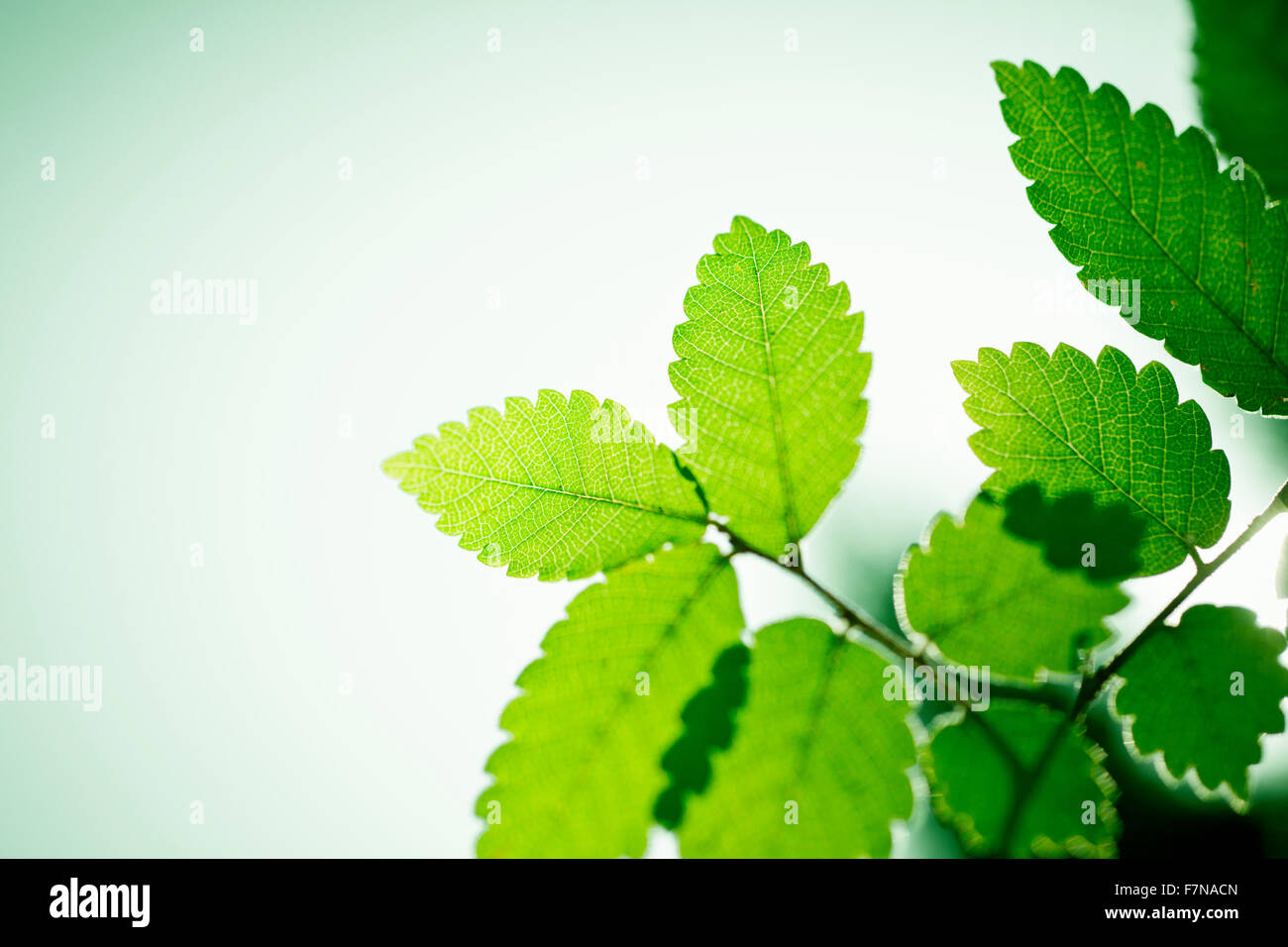 Nature background with fresh green leaves Stock Photo - Alamy