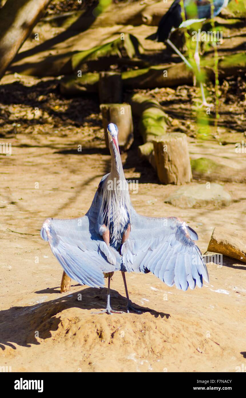 Bird with puffed out neck hi-res stock photography and images - Alamy