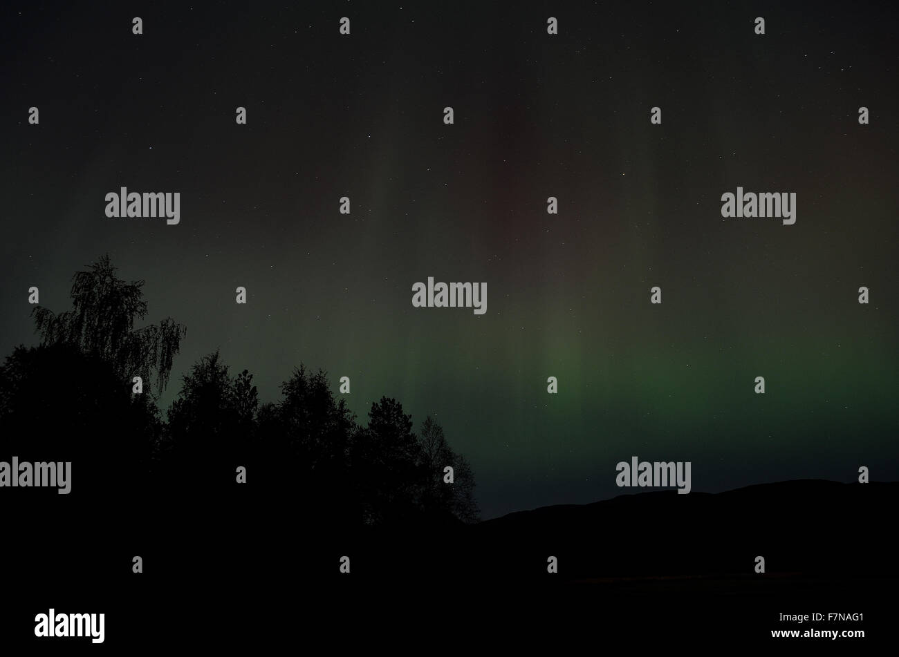 aurora borealis over forest in autumn Stock Photo - Alamy