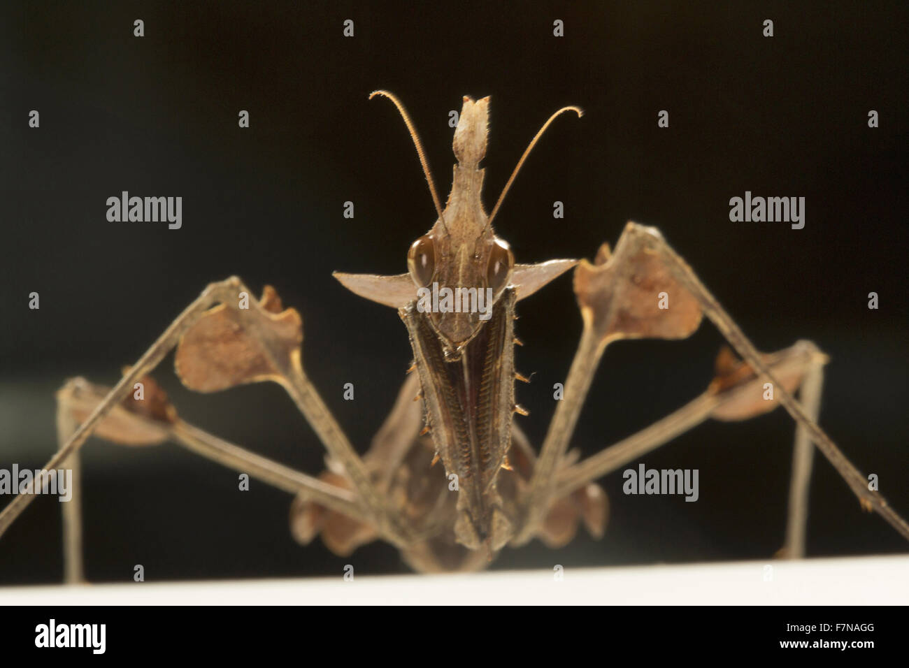 Wandering violin mantis. Gongylus gongylodes, NCBS, Bangalore, India ...