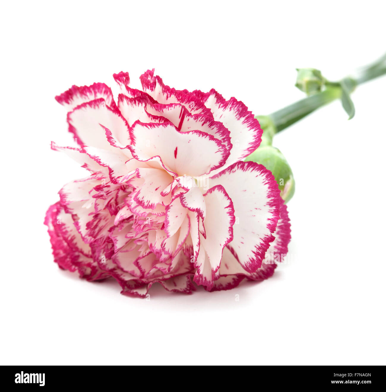white carnation with dark pink petal edges isolated on white Stock ...