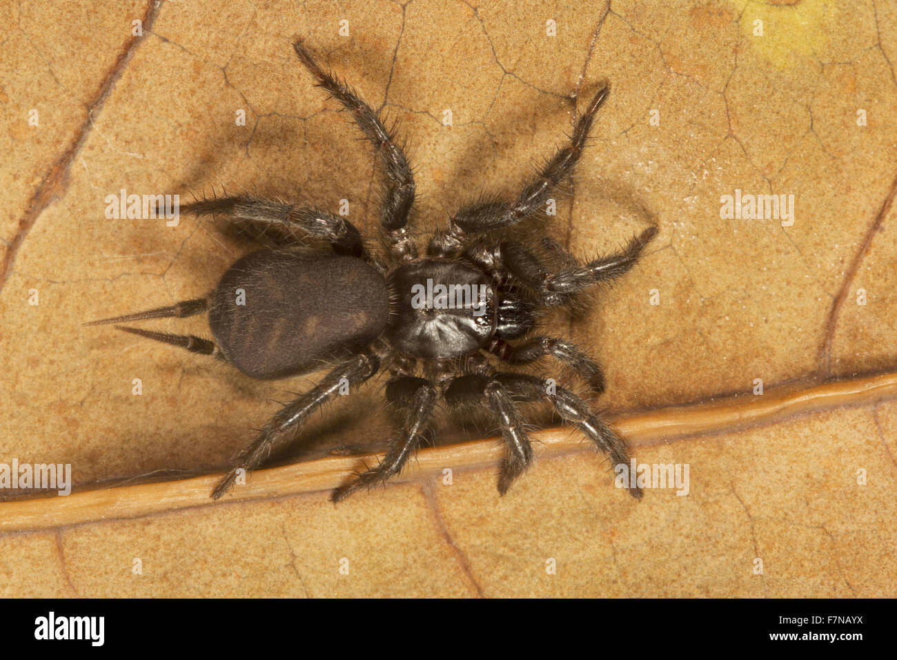 Small mygalomorph spider, Indithele sp. NCBS, Bangalore, India Stock ...