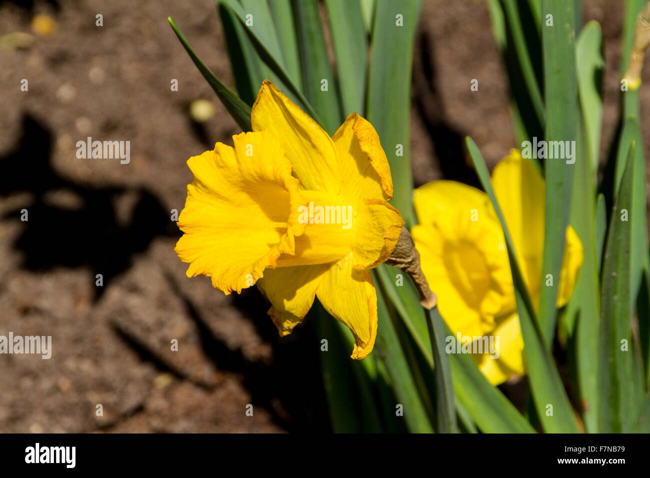 Narcissus and daffodil spring flower Stock Photo - Alamy