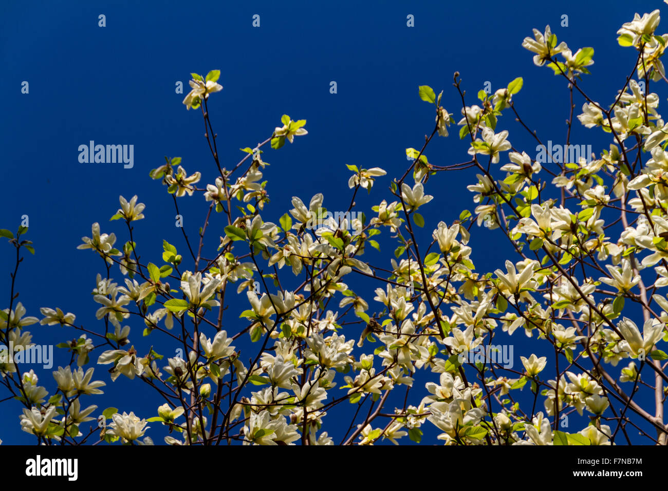 Blossoming of magnolia flowers in spring time Stock Photo - Alamy