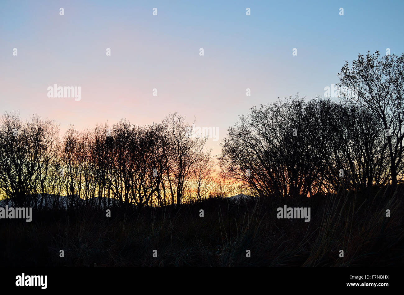 colorful orange,red,and yellow dawn sky behind trees in late autumn ...