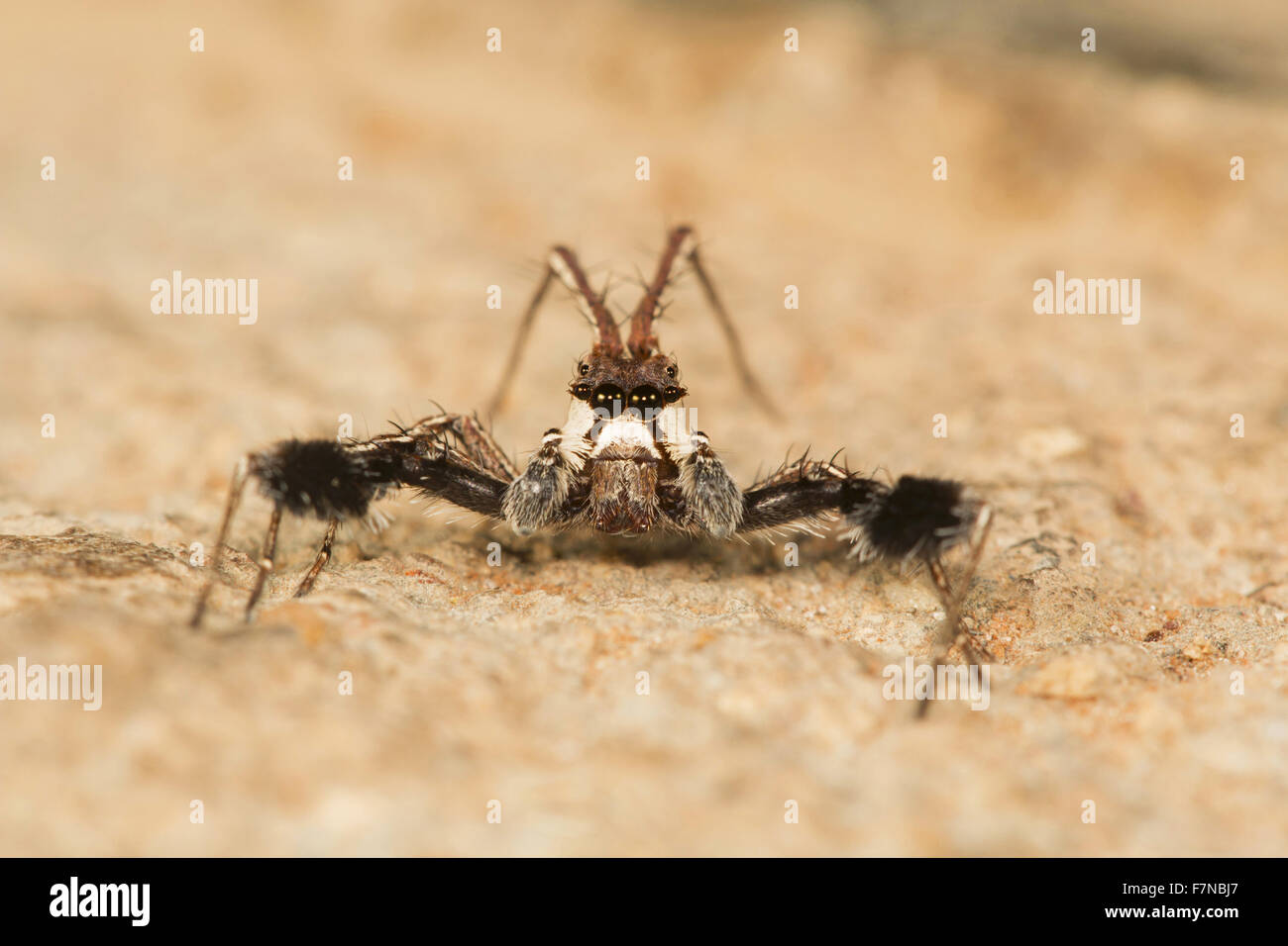 Portia Spider High Resolution Stock Photography and Images - Alamy
