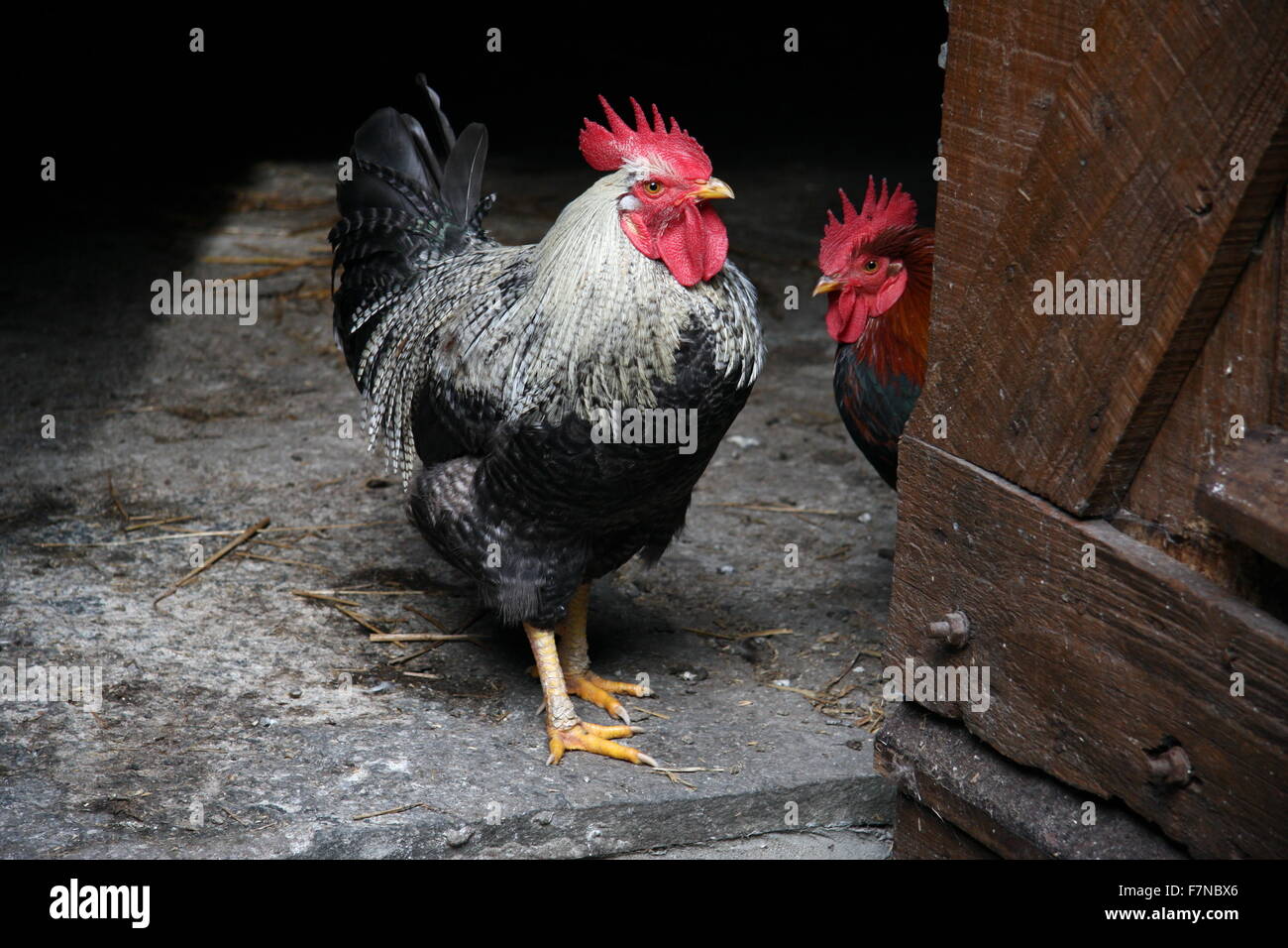 Two roosters walking out of a barn Stock Photo - Alamy