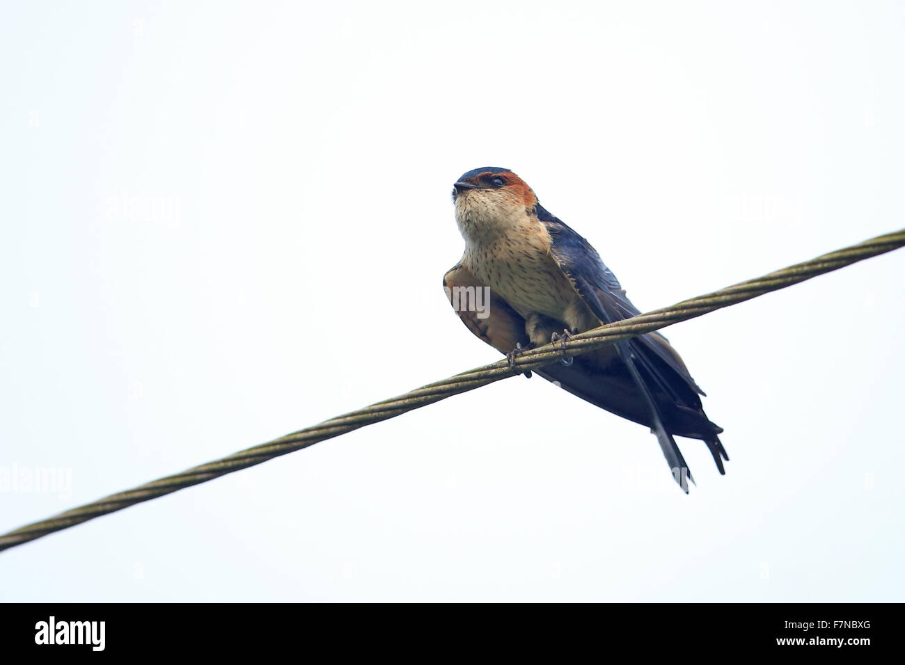 Asian swallow hi-res stock photography and images - Alamy