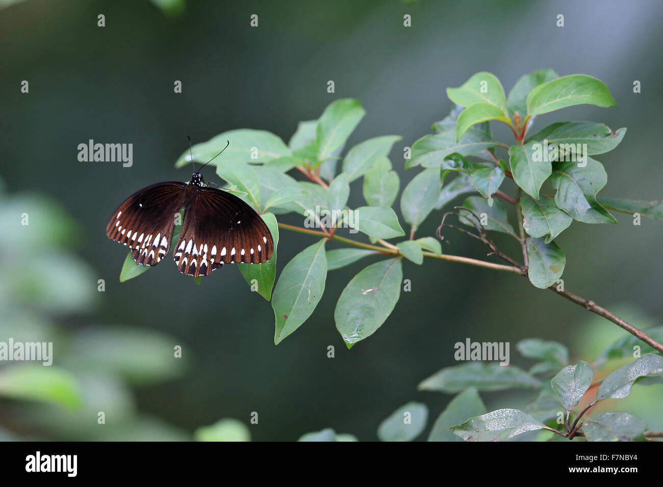 Malabar raven butterfly hi-res stock photography and images - Alamy