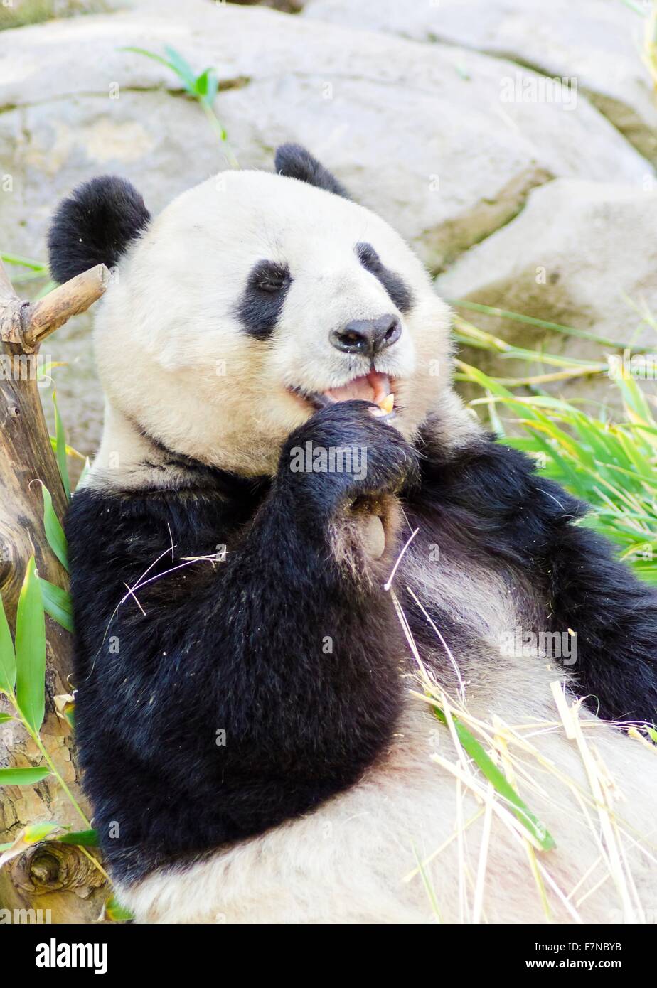Cute Panda Bear Eating
