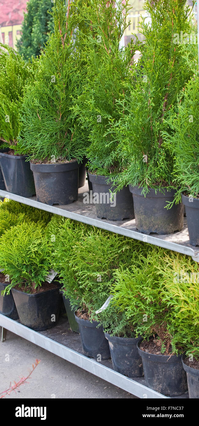 bargain sale of conifers trees and bushs outdoor Stock Photo - Alamy