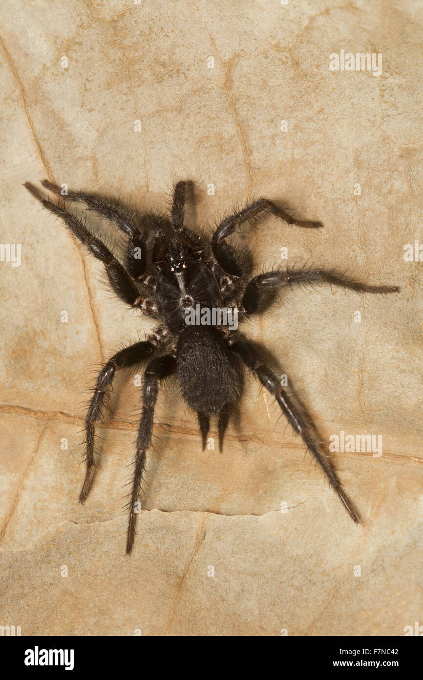 Small mygalomorph spider, Indithele sp. NCBS, Bangalore, India Stock ...