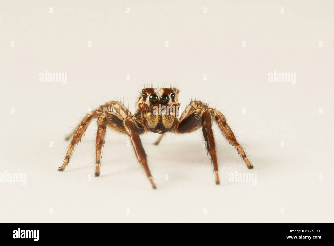 Jumping spider, NCBS, Bangalore, India Stock Photo - Alamy