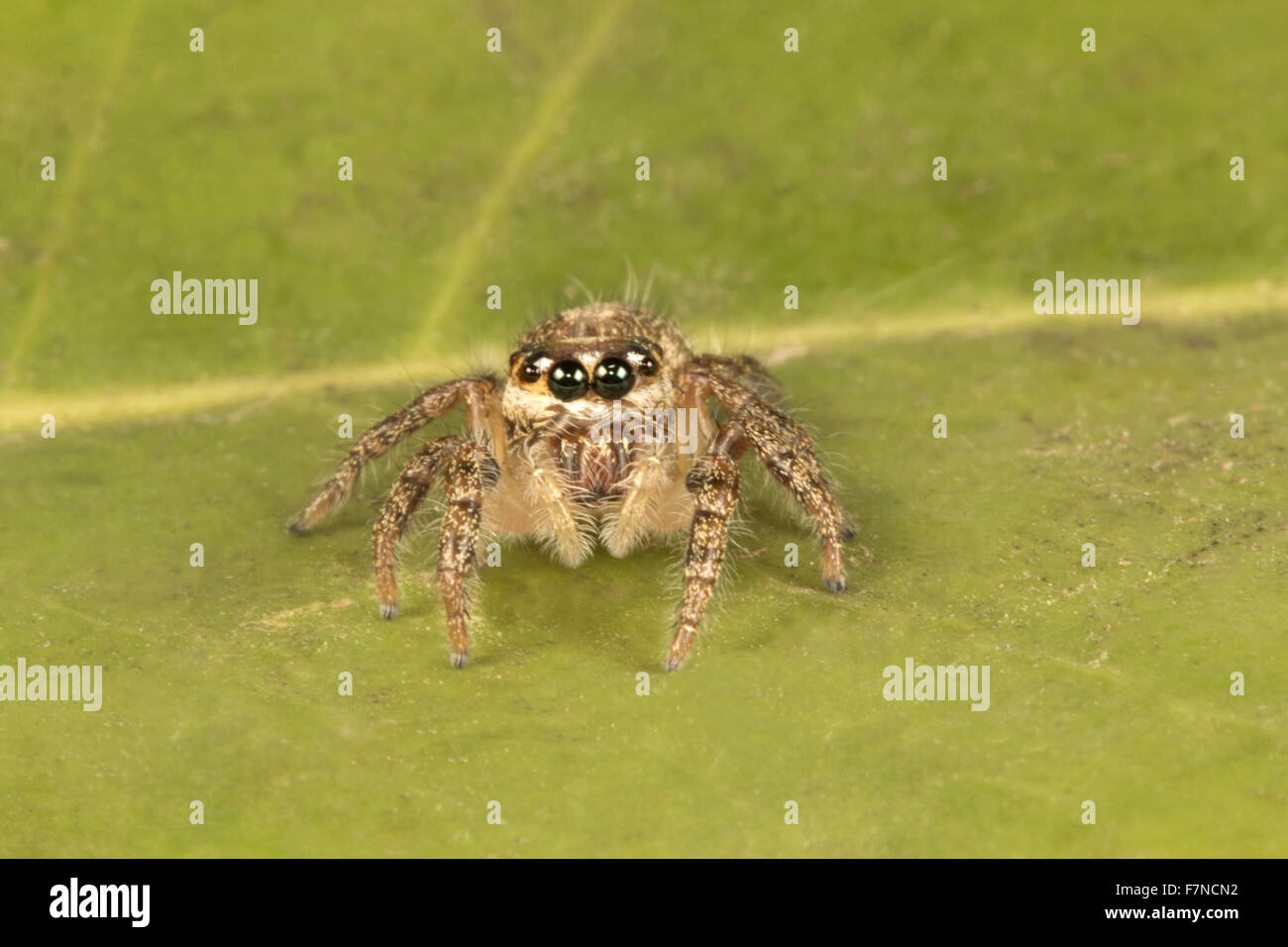Jumping spider, NCBS, Bangalore, India Stock Photo - Alamy