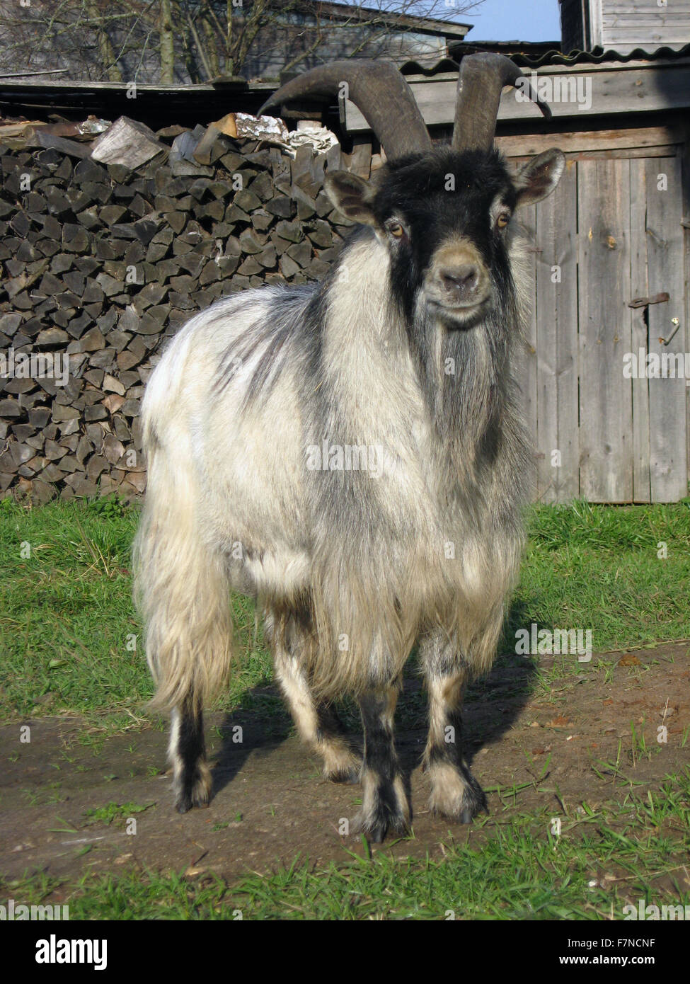 big grey billy goat in summer village Stock Photo - Alamy