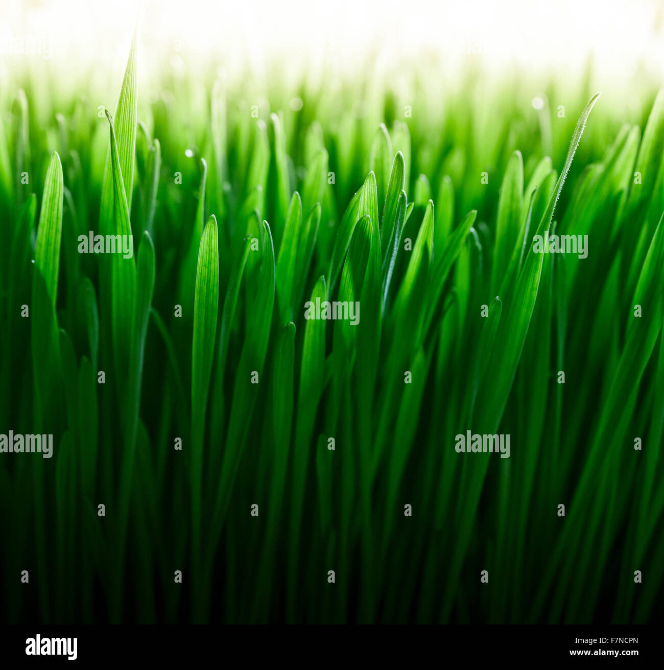Lush, fresh green wheatgrass background with moisture drops Stock Photo ...