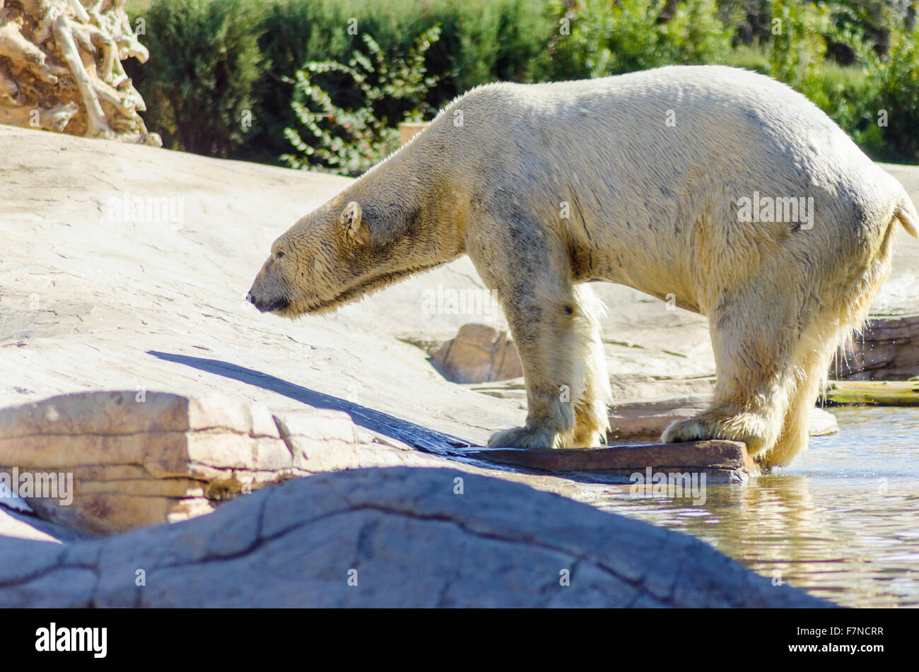 A wet white polar bear coming out of the water to rest standing on the ...