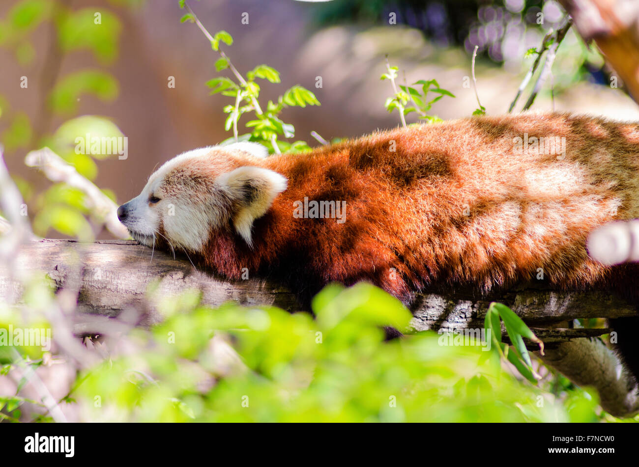 A beautiful red panda lying on a tree branch sleeping stretched out ...