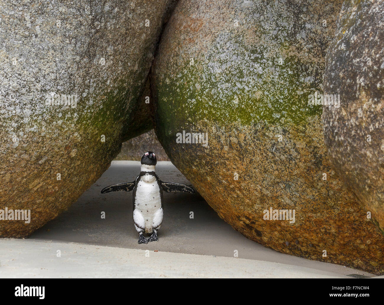 African penguin group rock rocks hi-res stock photography and images ...