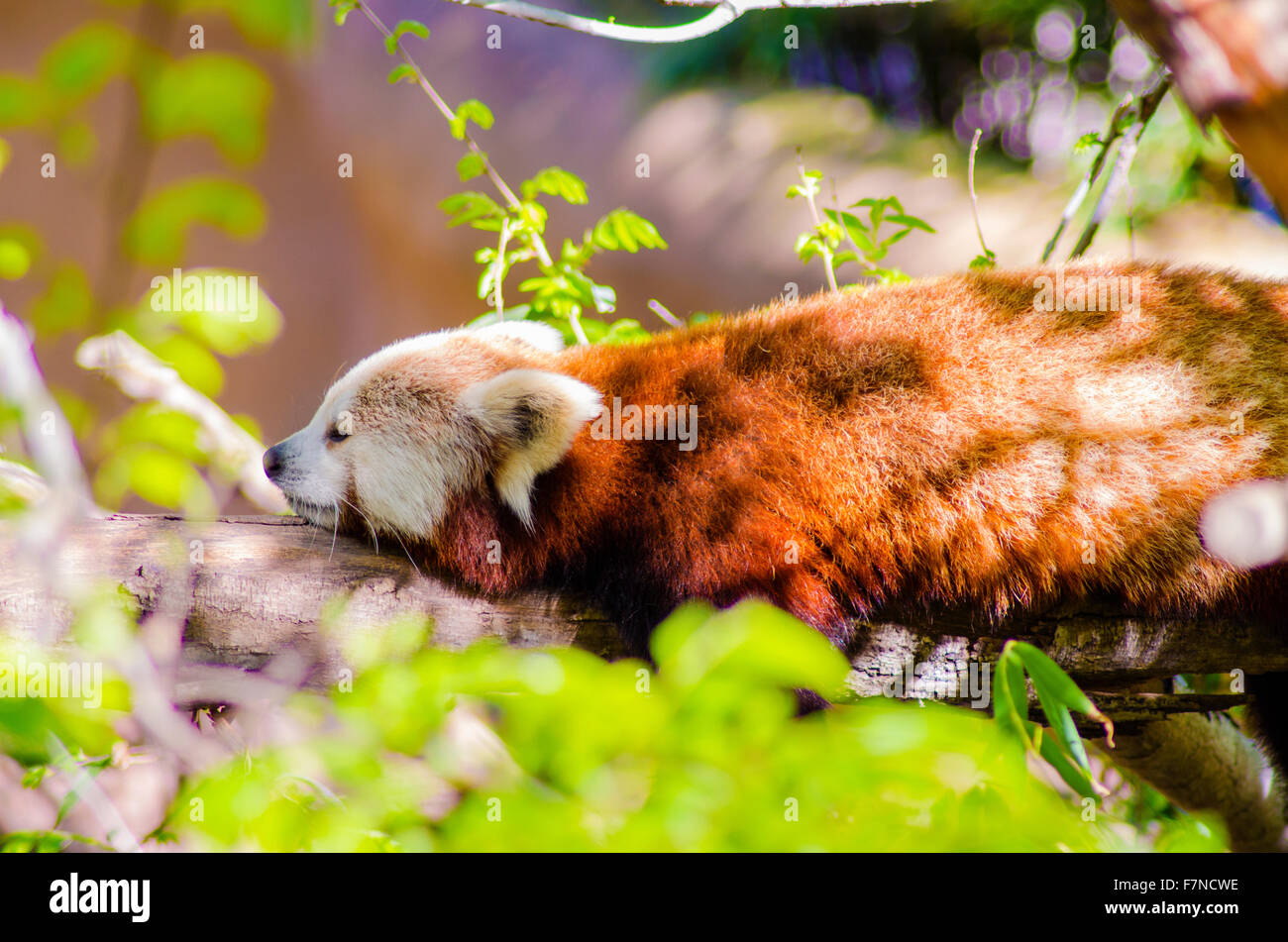 A beautiful red panda lying on a tree branch sleeping stretched out ...
