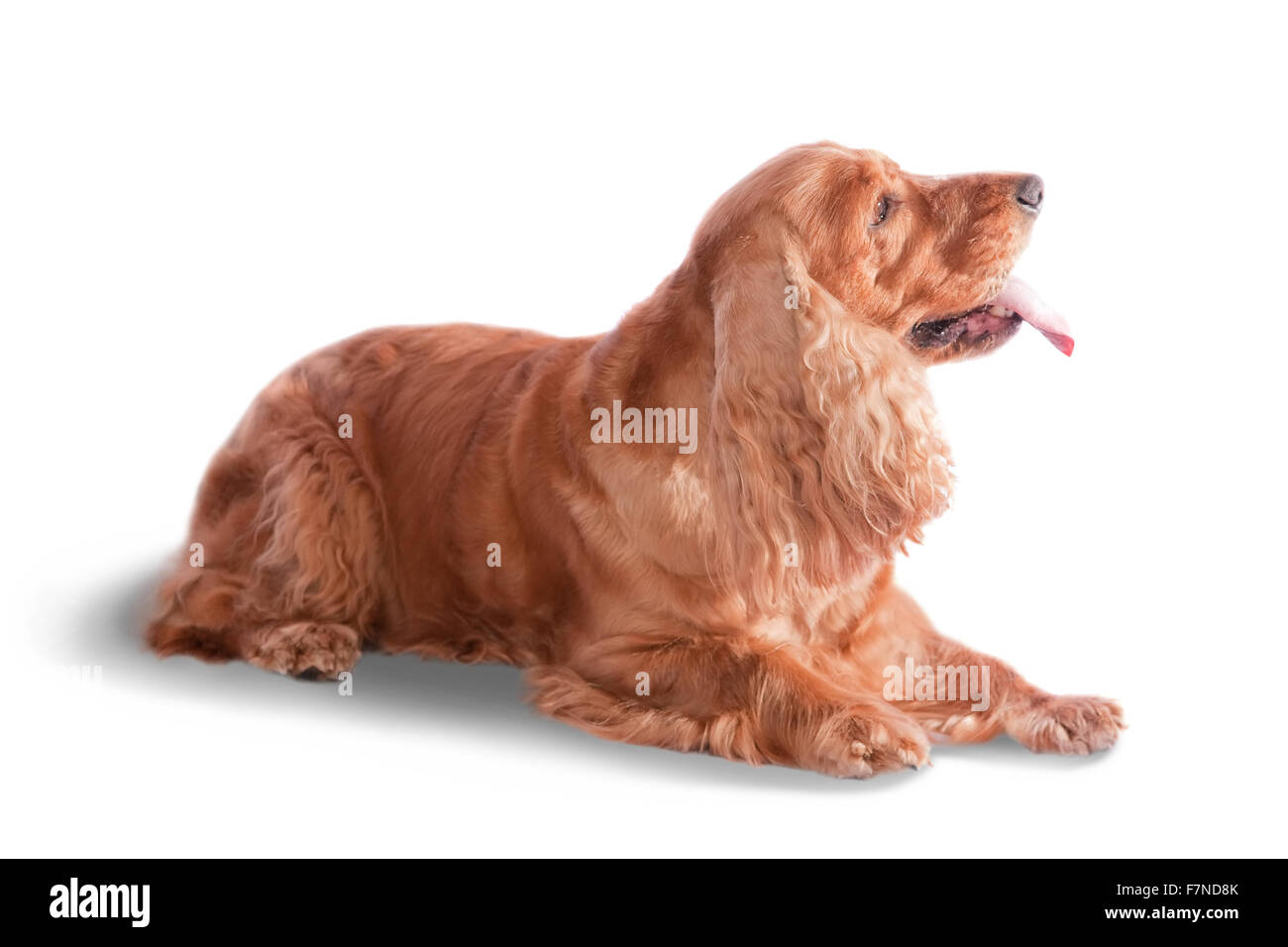 adorable cocker spaniel isolated over white background Stock Photo - Alamy