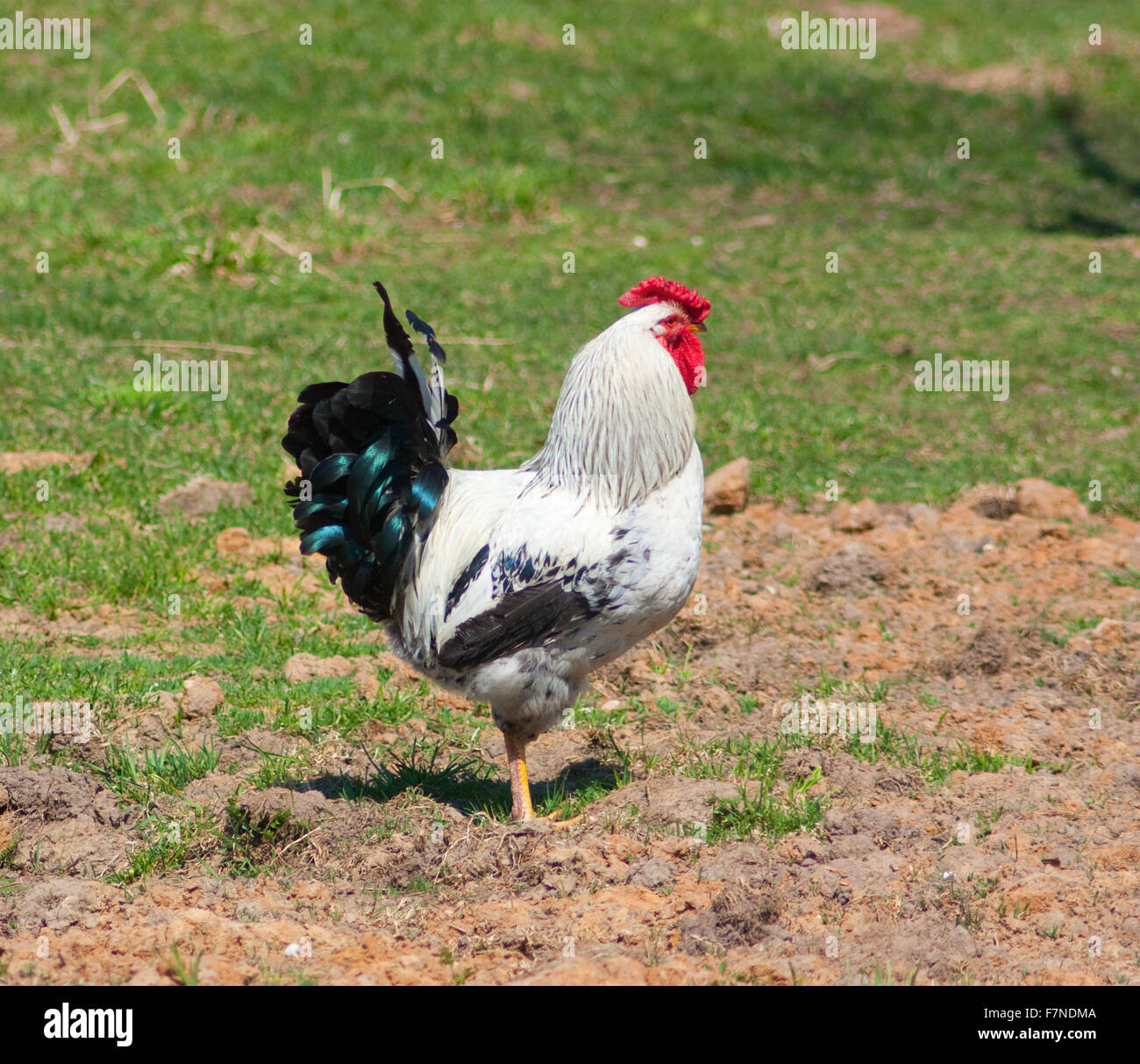 A grey rooster on green grass background Stock Photo - Alamy