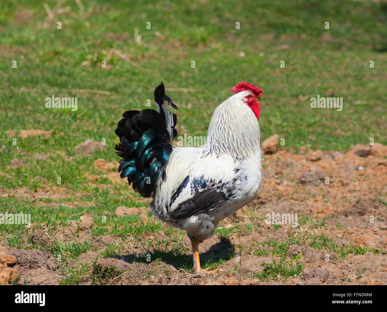 A grey rooster on green grass background Stock Photo - Alamy
