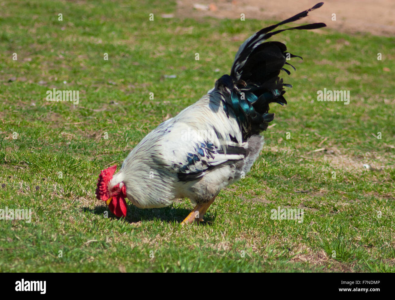A grey rooster on green grass background Stock Photo - Alamy